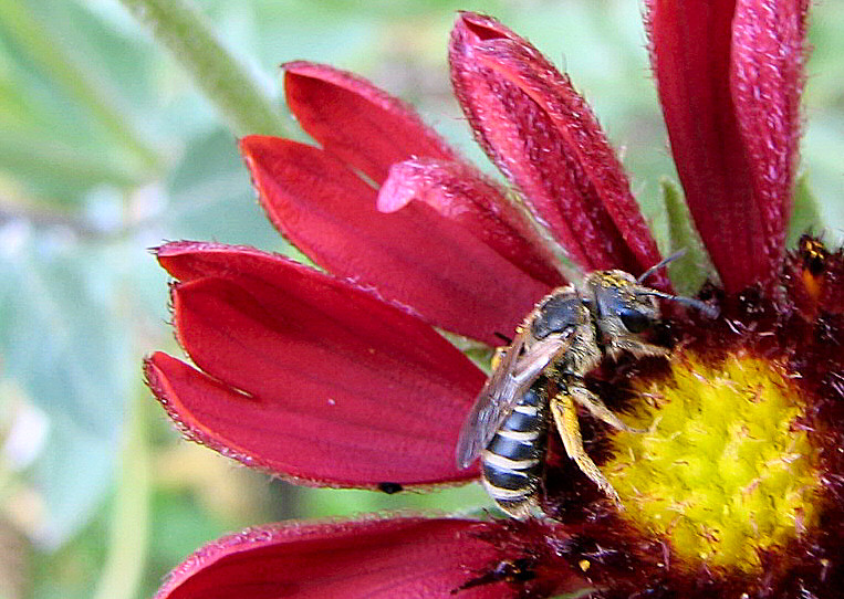 Backyard Bees - Stratford, CT, USA/halictid-calendula-side